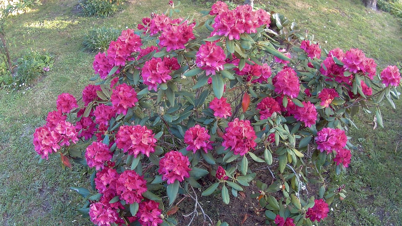 Azalea flor roja 4k UHD - YouTube