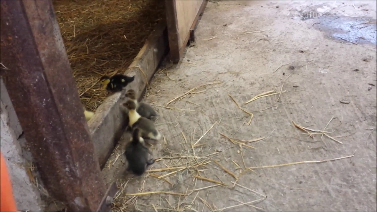 Baby Ducks are jumping soooo *cute* - YouTube