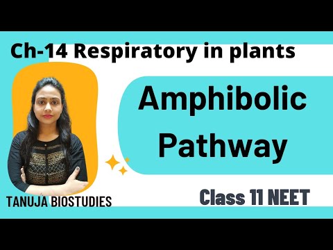 Ch-14 Respiration in plants | Amphibolic Pathway | NEET 2024 | Class 11 ...