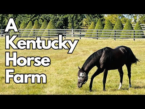 What Is It Like on A Kentucky Horse Farm? - Jonabell Farm - Godolphin ...
