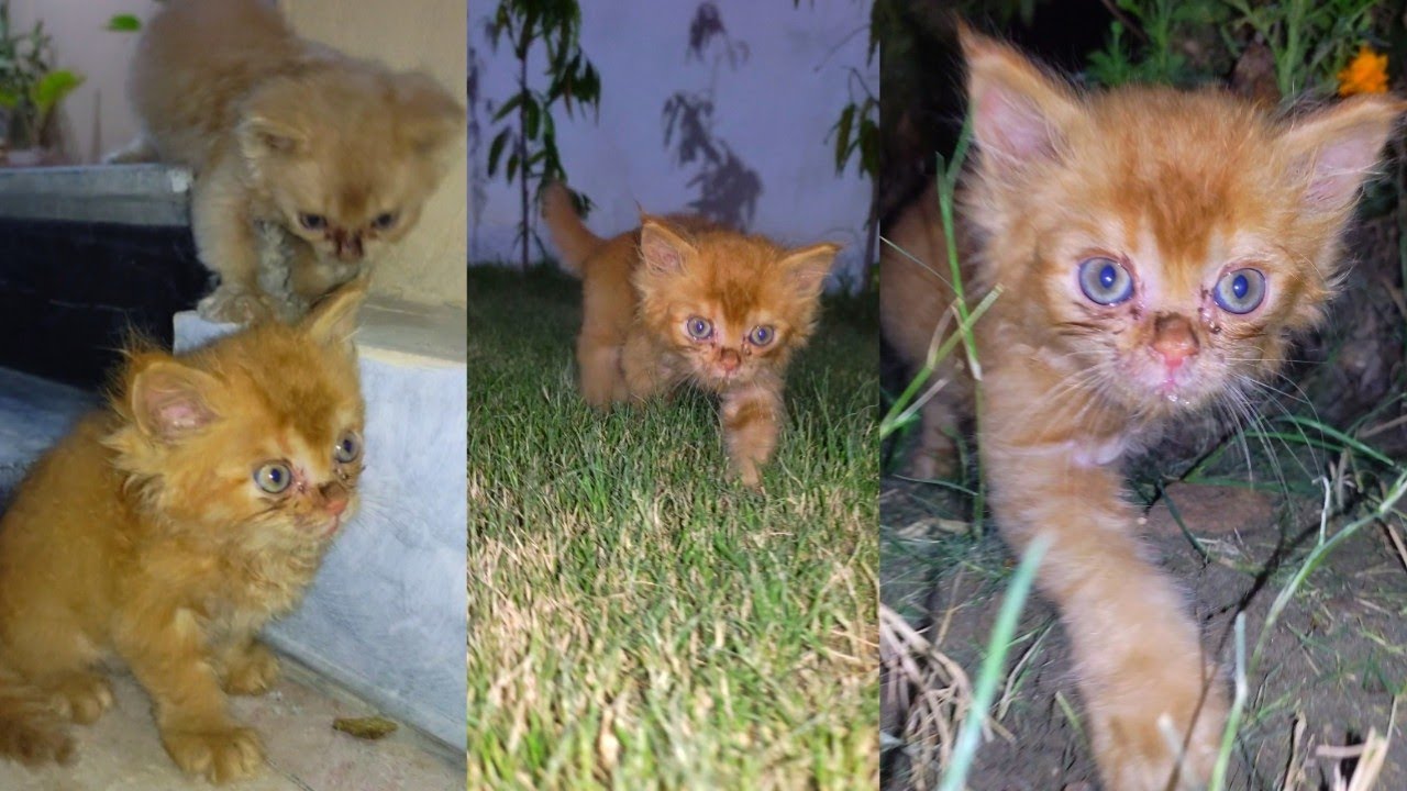 Cute Kitty Cats Fight | Cute Kitty Cats Fight| Cute Babay Cats Fight ...