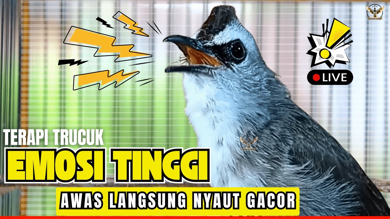 🛑PANCINGAN TRUCUKAN GACOR ROPEL PANJANG | AMPUH AGAR TRUCUK BAHAN SUPAYA CEPAT NYAUT BUNYI GACOR ...