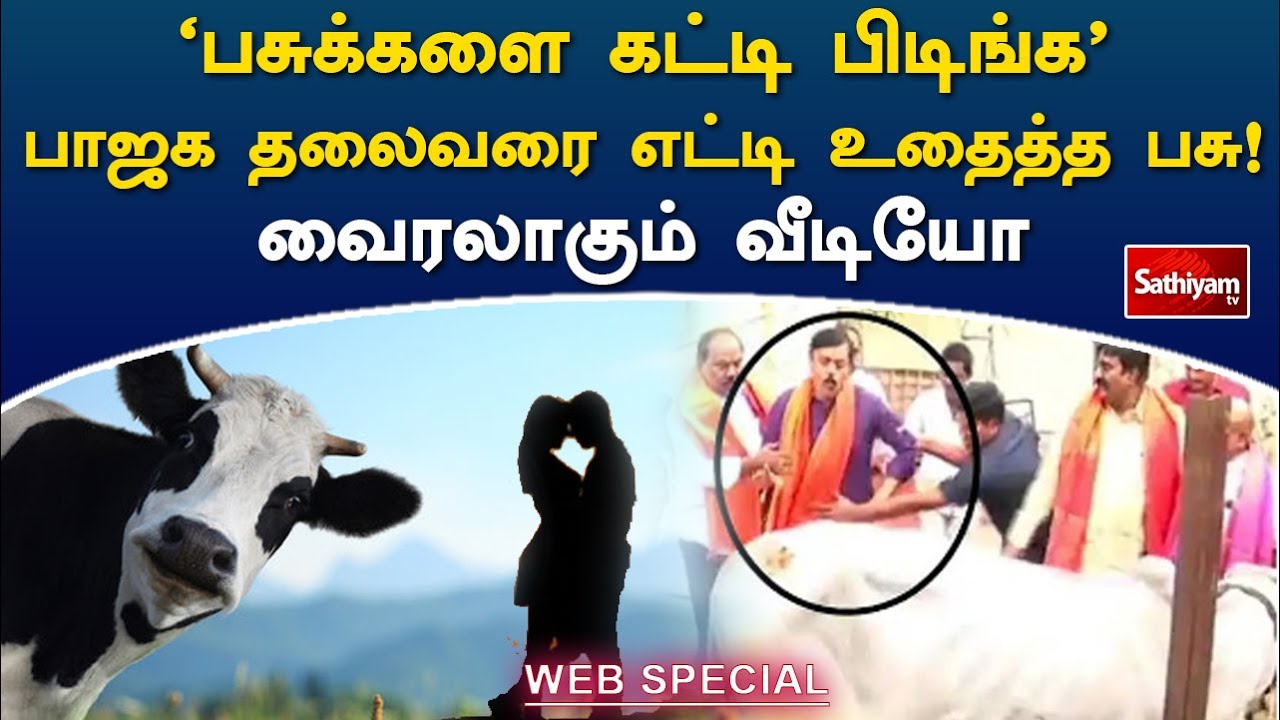 'பசுக்களை கட்டி பிடிங்க' பாஜக தலைவரை எட்டி உதைத்த பசு! வைரலாகும் வீடியோ ...