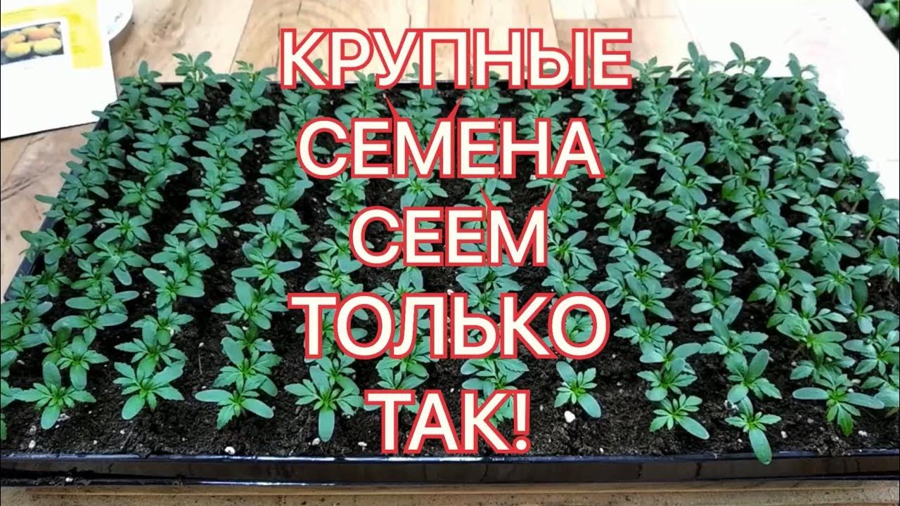 БАРХАТЦЫ? СУПЕР ПОСЕВ КРУПНЫХ СЕМЯН! - YouTube