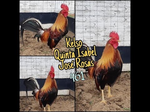 Quinta Isabel. Kelso placa 461 NO DISPONIBLE - YouTube