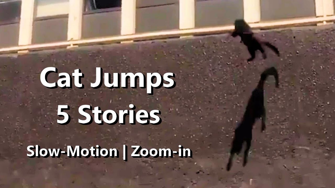 Cat Jumps from Fire in a 6-story building and Walks Away | Slow Motion ...