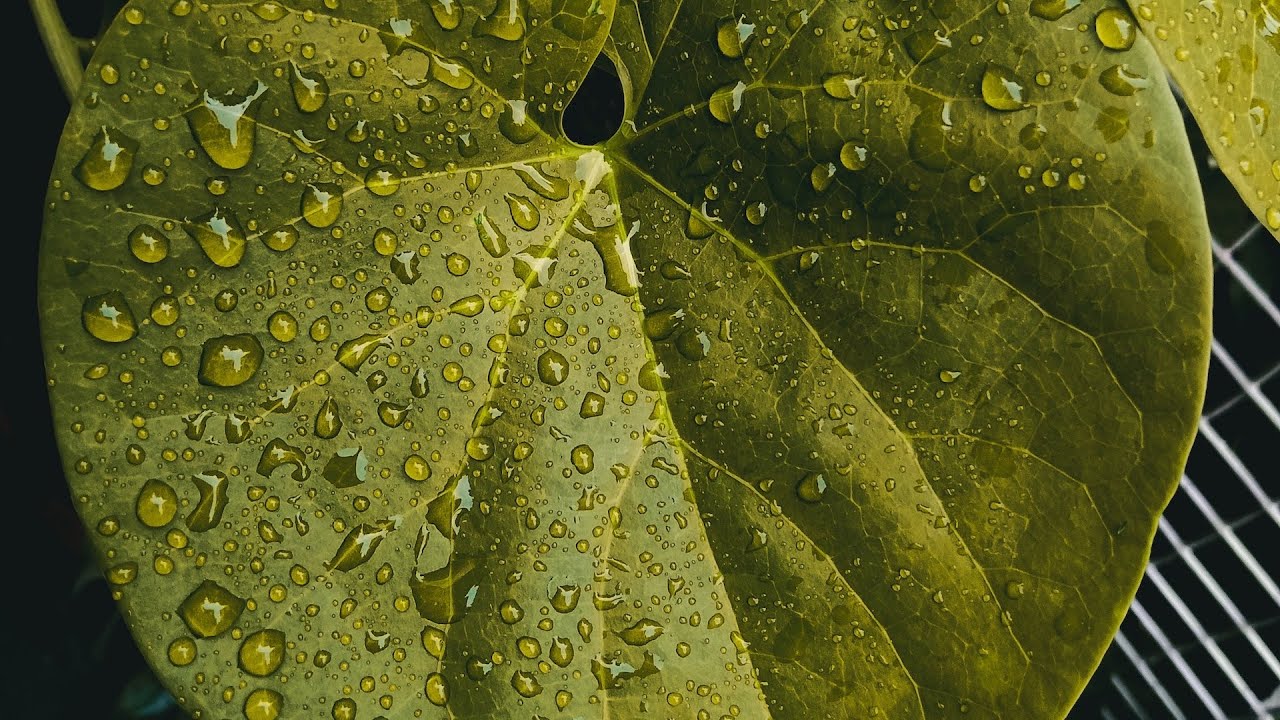 | Heavy Rain Sounds Outside | 4K - YouTube