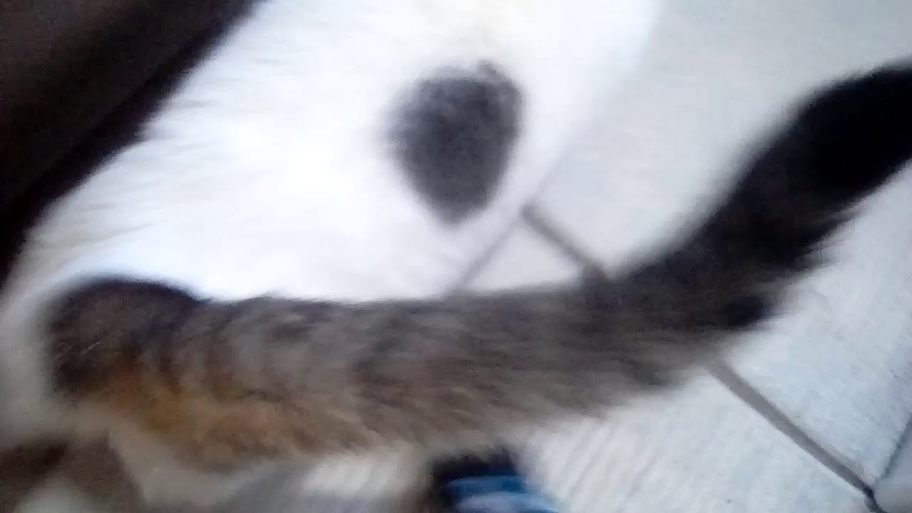 My Kitty! (Severe Cuteness Warning) - YouTube