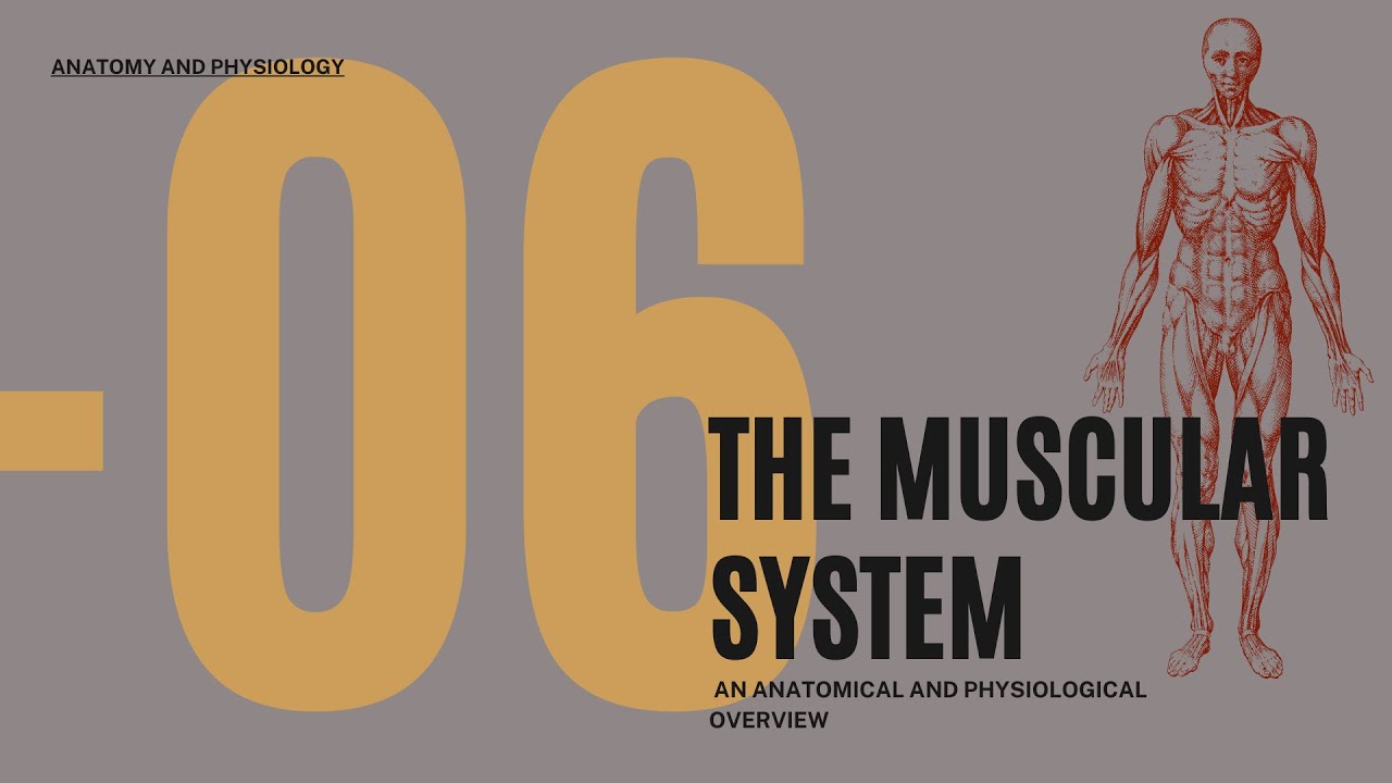 Chapter 6: The Muscular System - YouTube