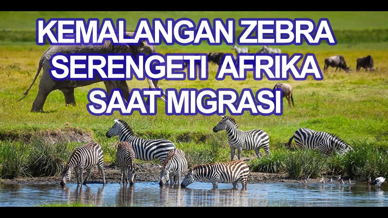 KEMALANGAN ZEBRA SERENGETI AFRIKA SAAT MIGRASI - YouTube