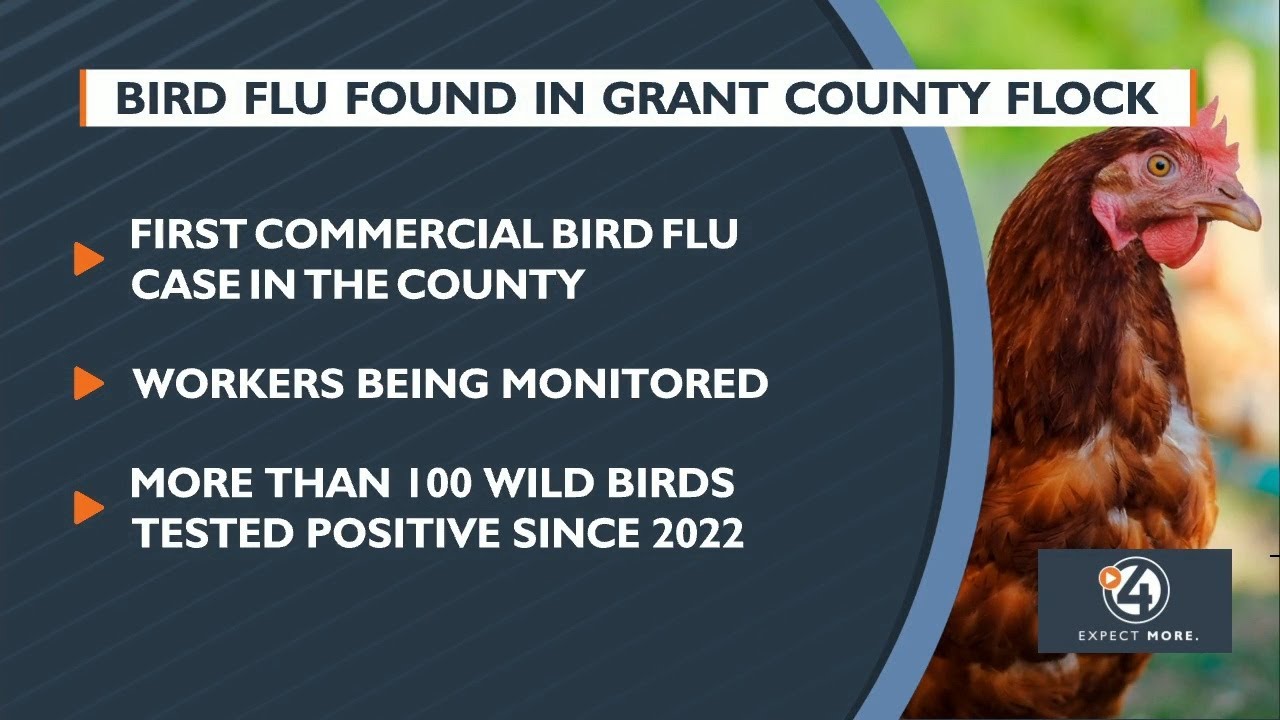 Bird flu found in Grant County flock - YouTube