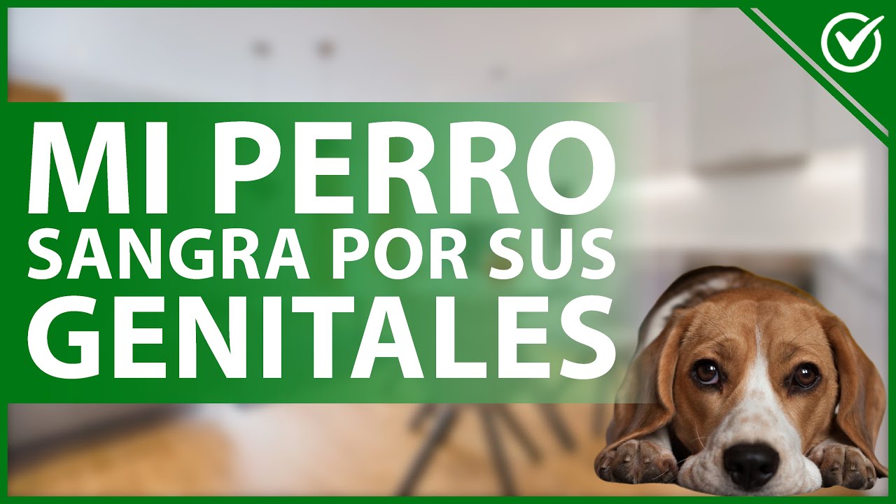Por Qué Mi Perro Tiene Sangre En Su Semen