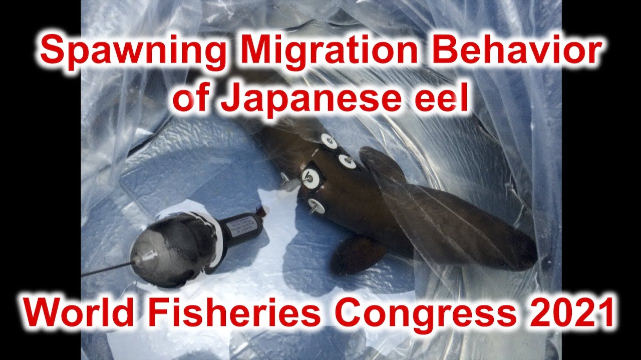 Spawning migration behavior of Japanese eel【World Fisheries Congress ...