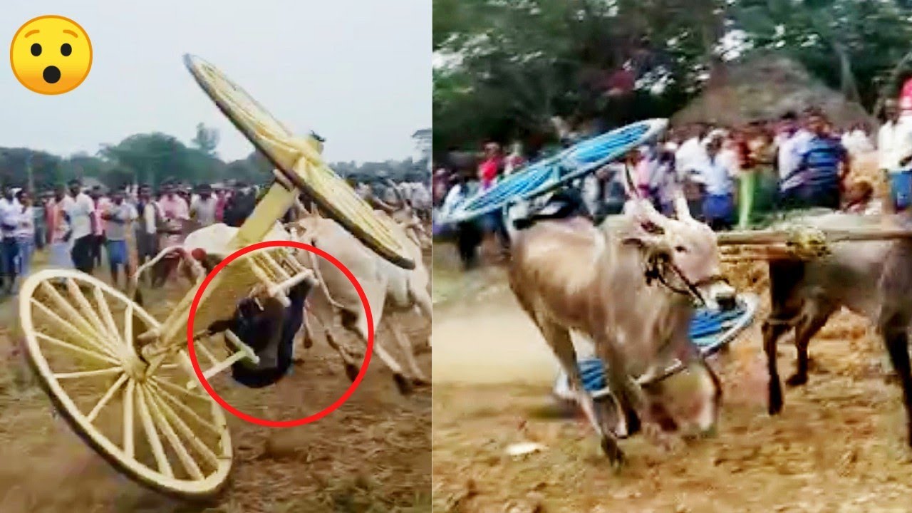 Dangerous Bull Race | Bail Gadi Race | Bull Racing in India | Yadula ...