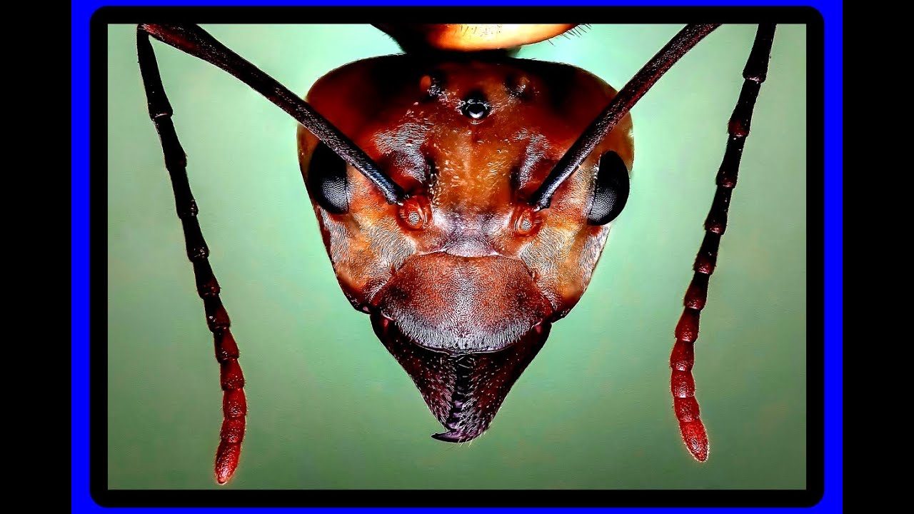 Top Facts About Ants. Sounds of Ants - YouTube