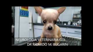 Puede Un Cachorro Vivir Con Hidrocefalia