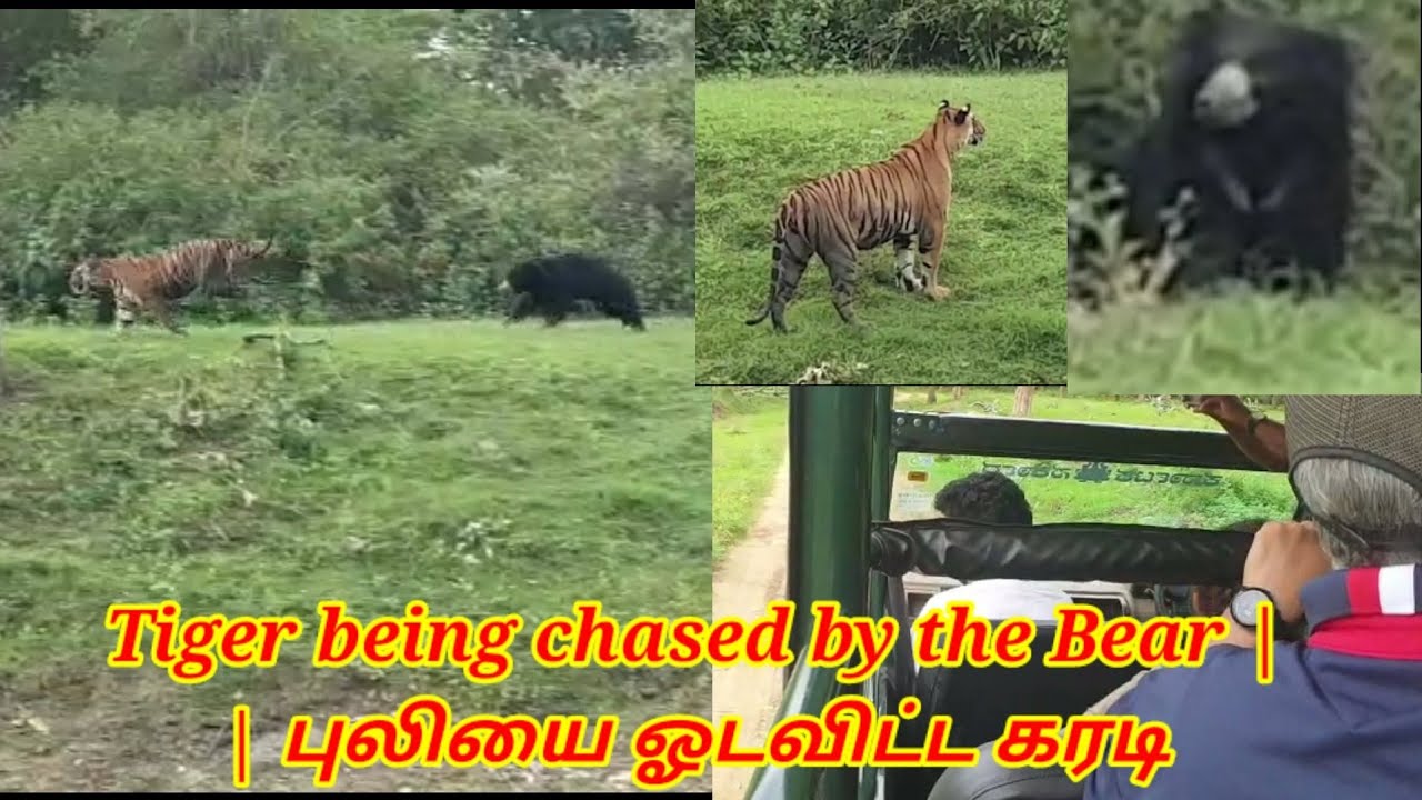 Tiger being chased by the Bear || புலியை ஓடவிட்ட கரடி - YouTube