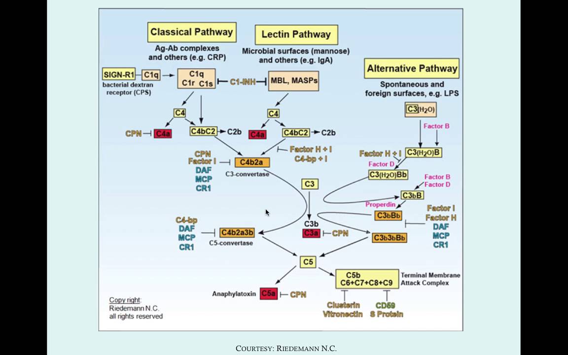 Early Complement Deficiencies - CRASH! Medical Review Series - YouTube