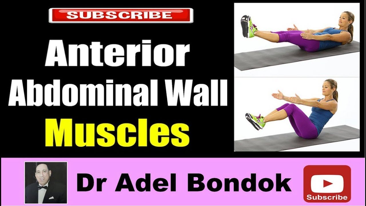 Anterior Abdominal Wall Muscles, Dr Adel Bondok Making Anatomy Easy ...