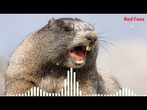 marmot sound|animal sounds|#animalsounds|marmot ringtone|animal sounds ...