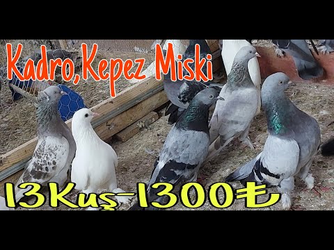 Kadro Kepez Miski. \