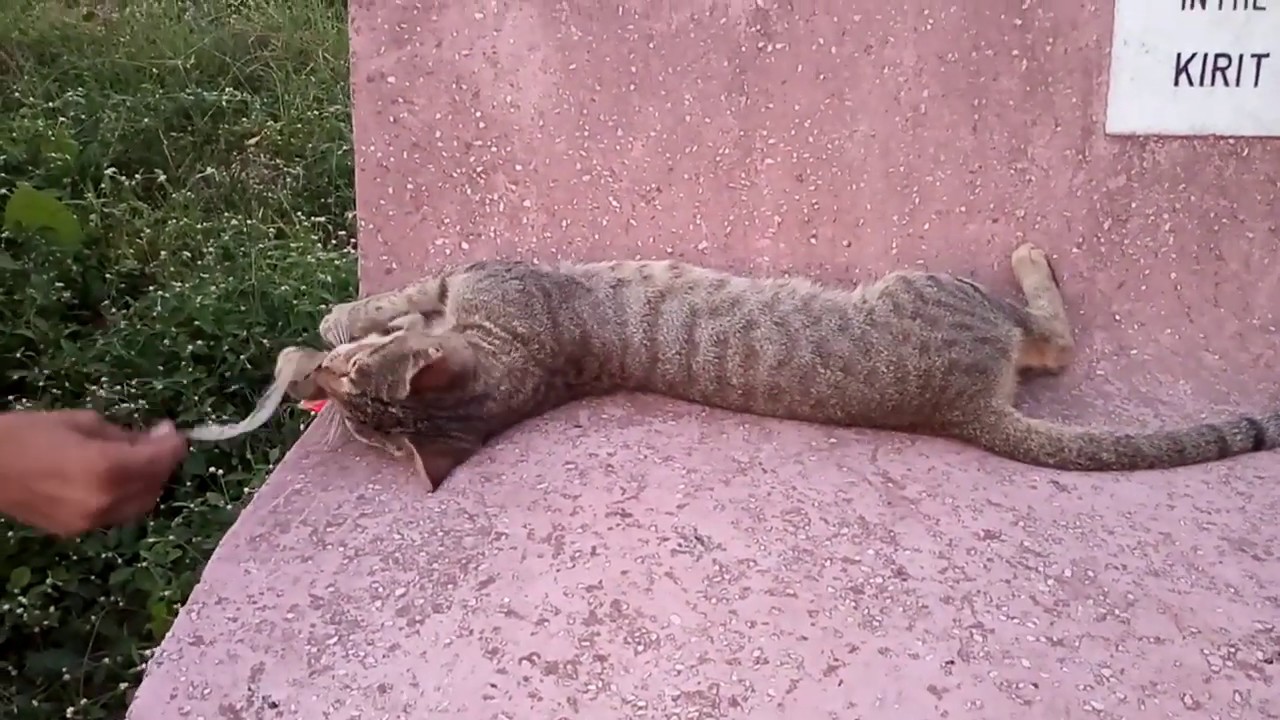 Kitty Play - YouTube