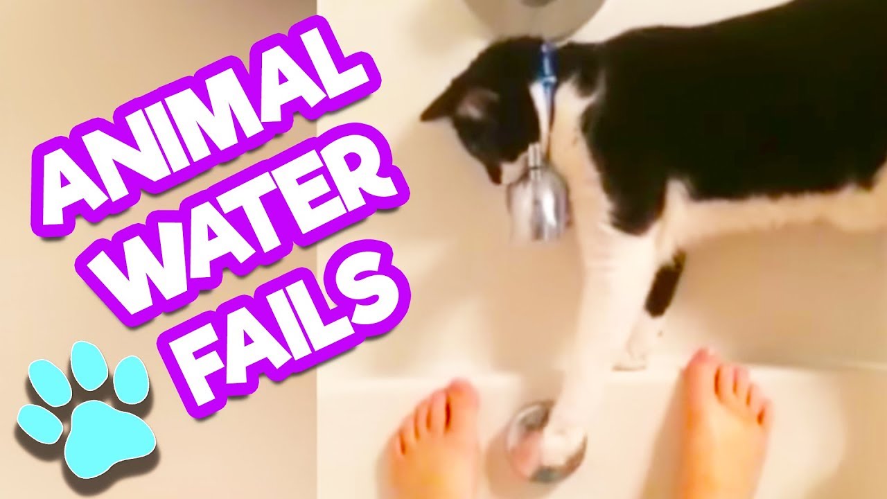 Best Animal Water Fails | #thatpetlife - YouTube