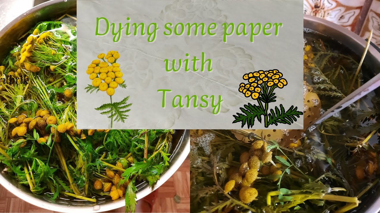 Dying paper with Tansy, short video - YouTube