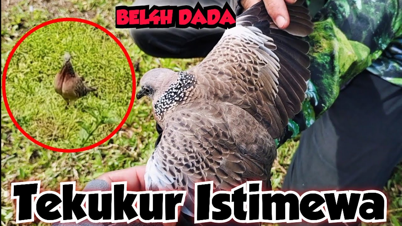 TARGET SUPER, Tekukur Belah Dada, Kaki Belah Rotan Dan Suara Ngeruk ...