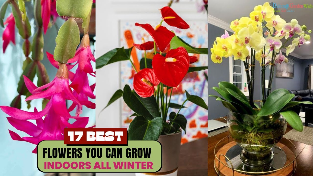 17 Best Flowers You Can Grow Indoors All Winter #gardening - YouTube