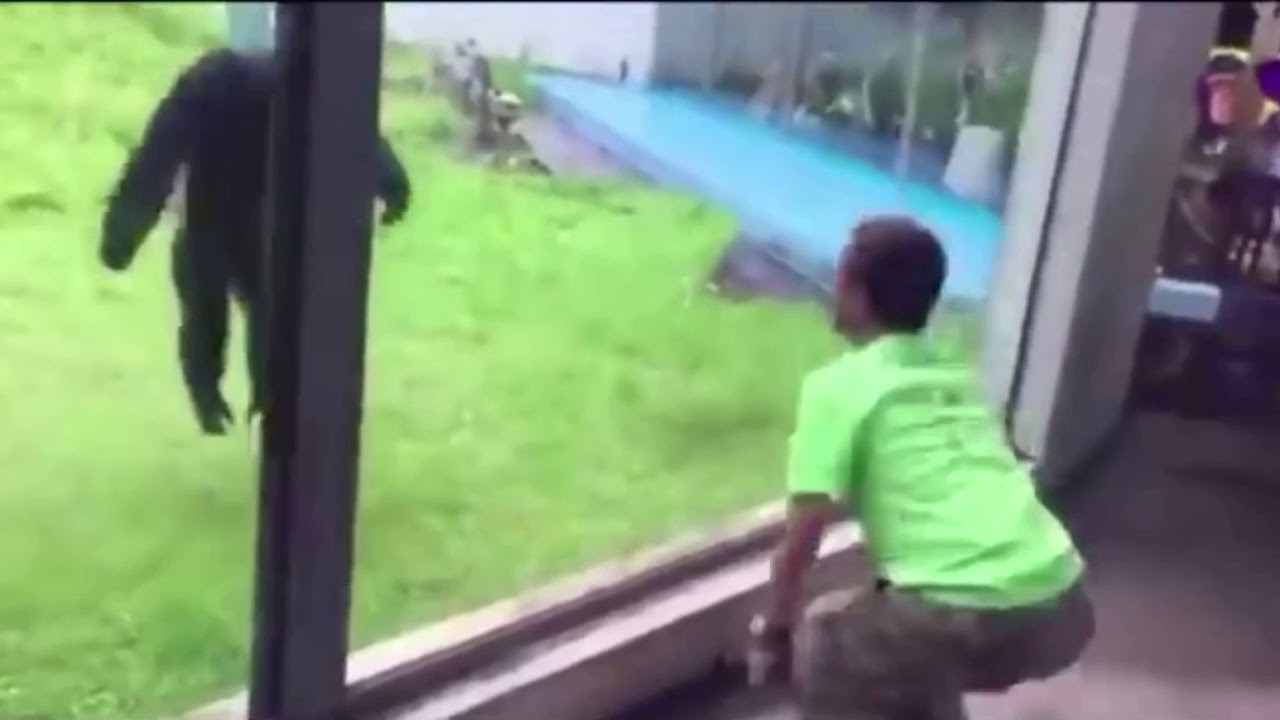 Monkey jumping meme;) - YouTube