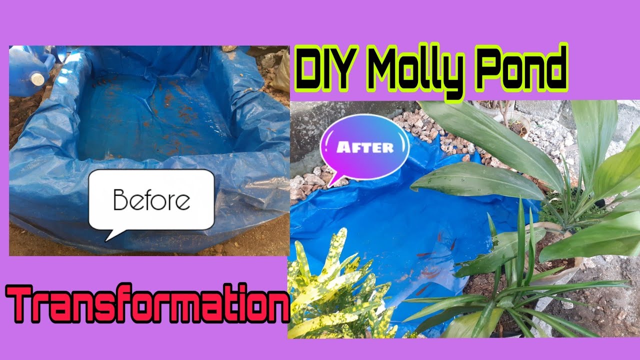 DIY Molly Pond Set up Transformation - YouTube