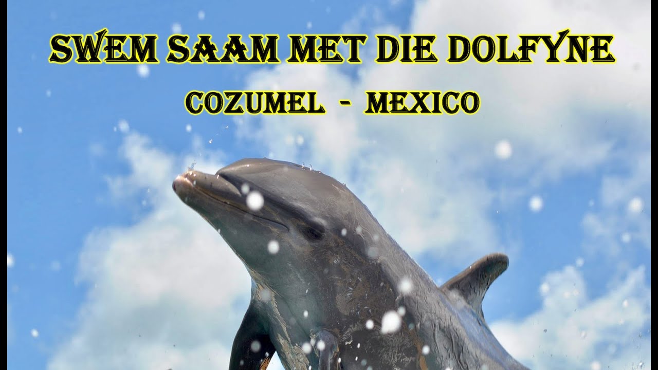 Swem saam met die Dolfyne - YouTube