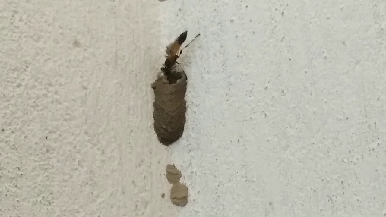 Insect making house(1) - YouTube