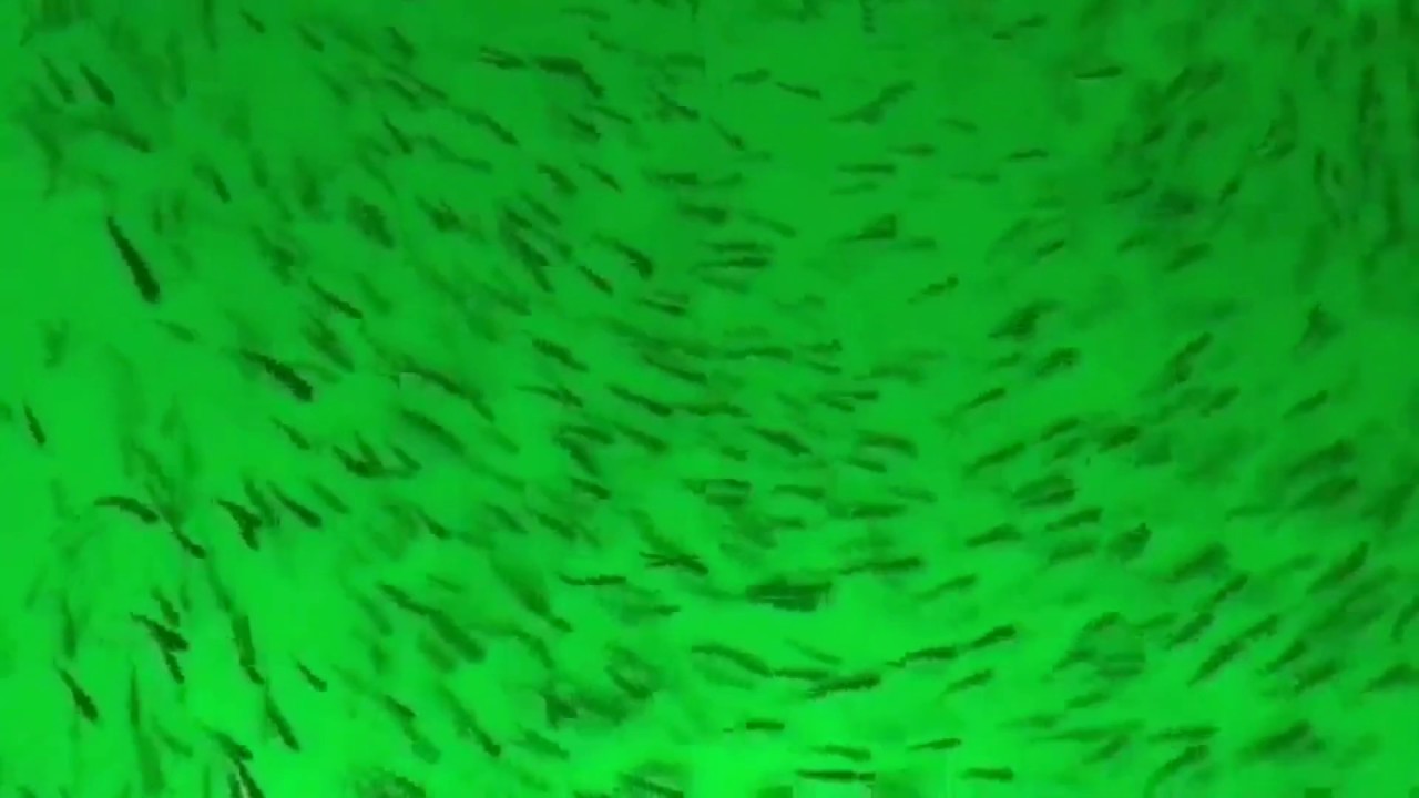 Are You Ready To Catch More Fish? | The World's BEST Underwater Fishing ...