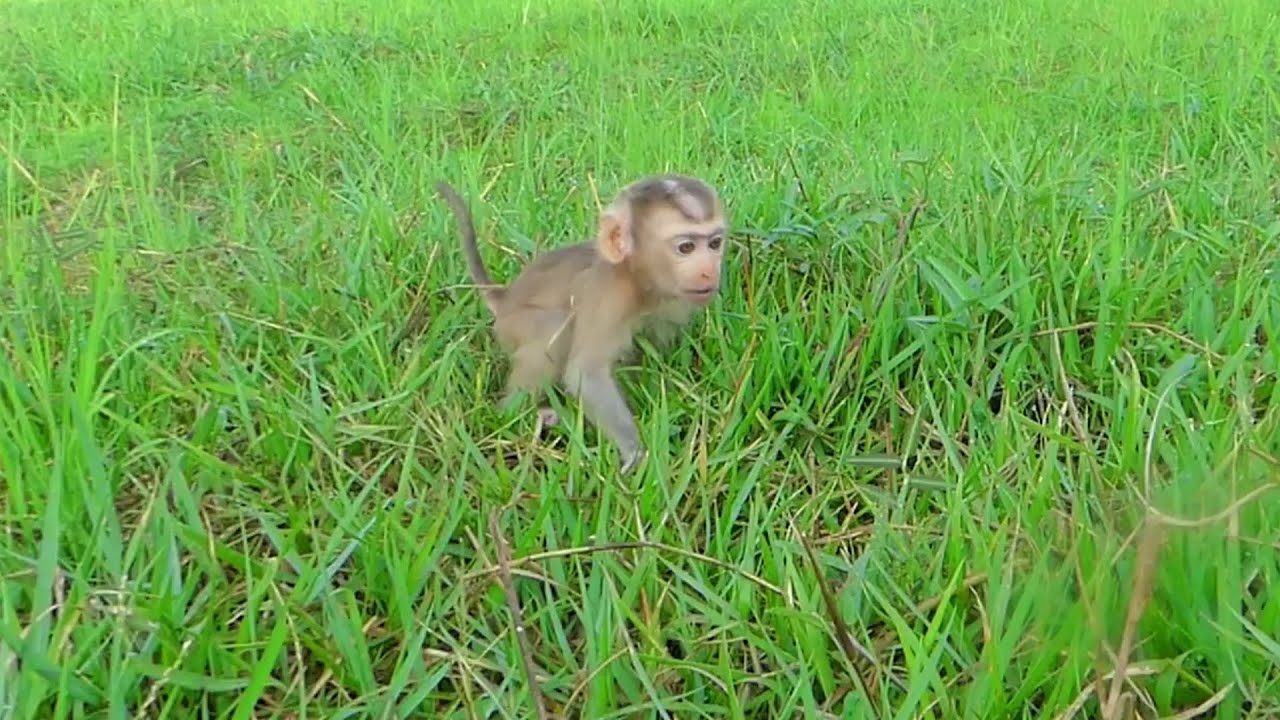 Monika monkey doesn't like puppy play with her - YouTube