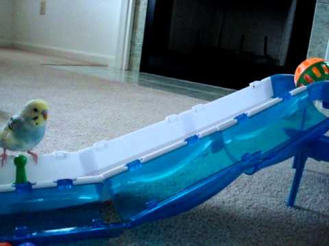 Talking parakeet with his slide and ball trick - YouTube