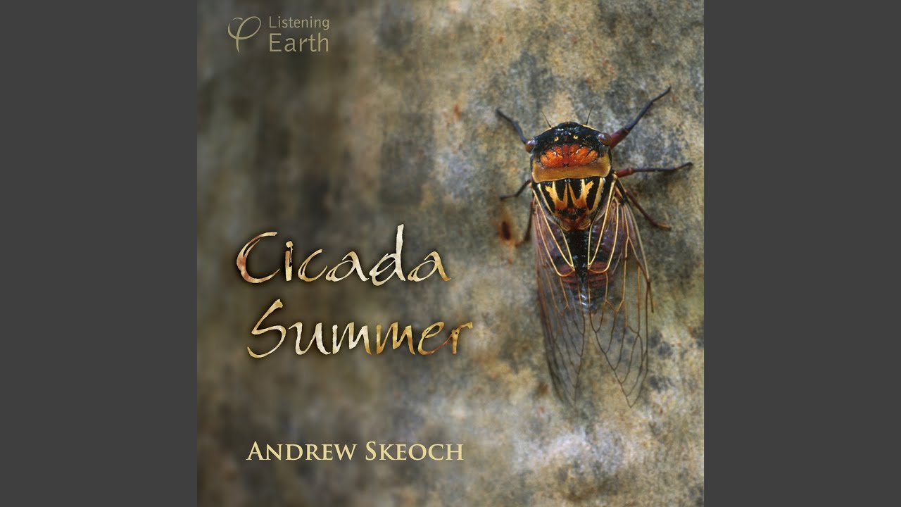 The Morning Cicada Chorus - YouTube