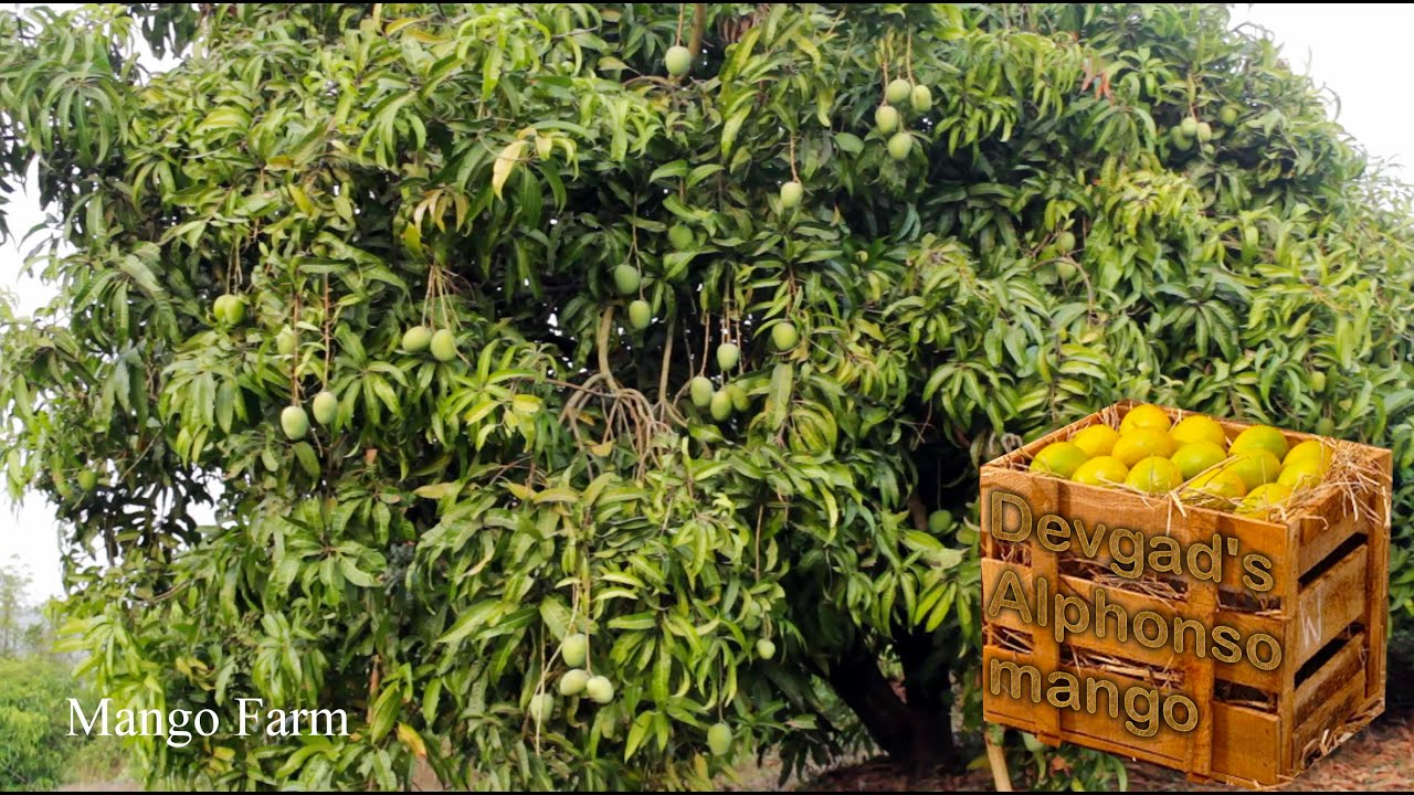 Devgad Alphonso Mango | Devgad Hapus | Mango Farm | Manche Village ...