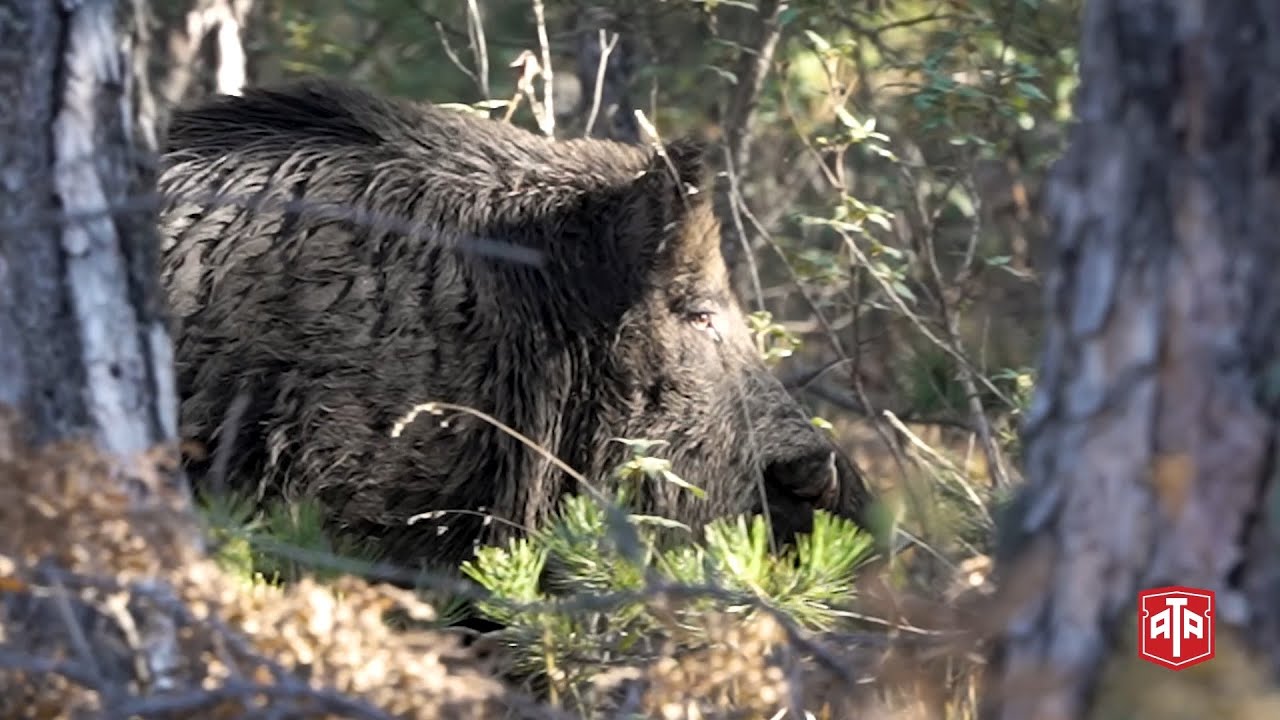 ATA Turqua Bolt Action Rifle - Wild Boar Hunting - YouTube