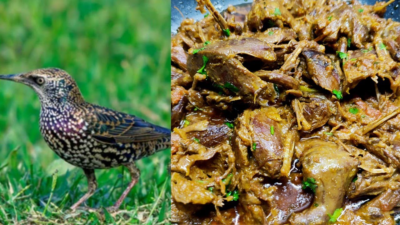 Jangli Tilyar Ki Karahi | Starling Recipe | Tilyar Recipe | Golden ...