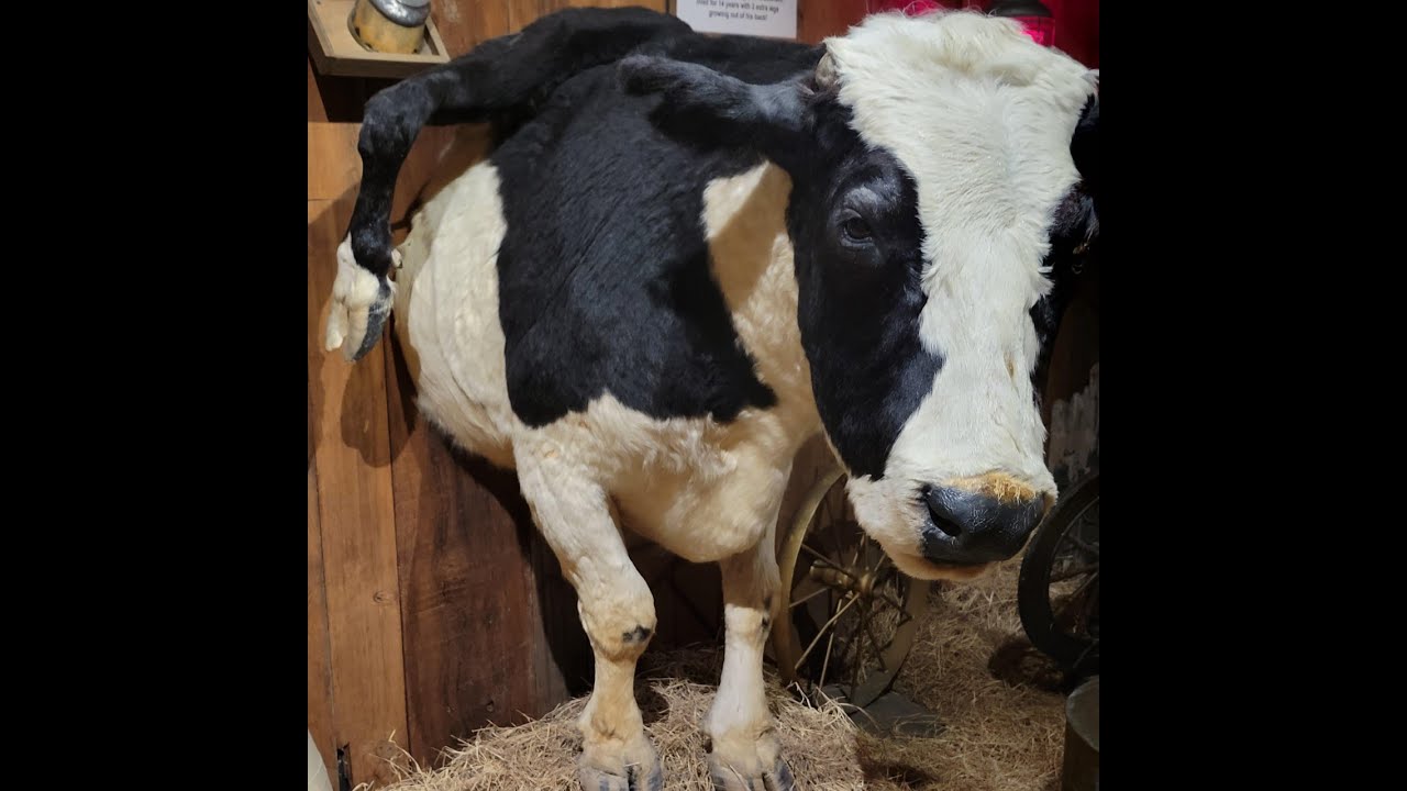 Cow with 6 legs, Chicken born with no head, 2-headed Lamb and Rabbit # ...