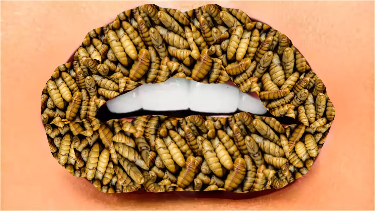 ASMR Chest Dog Ticks Remove & Trypophobia Infected Mouth | ASMR ...