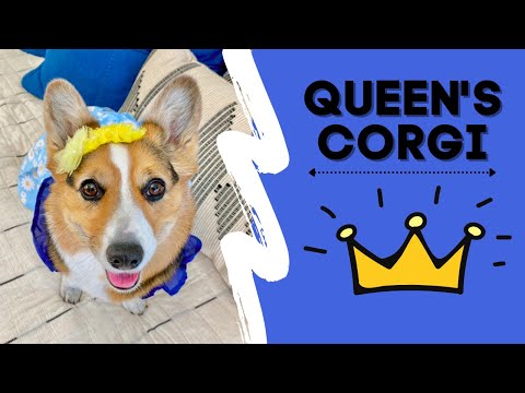 The Queen’s Corgi #shorts #corgi