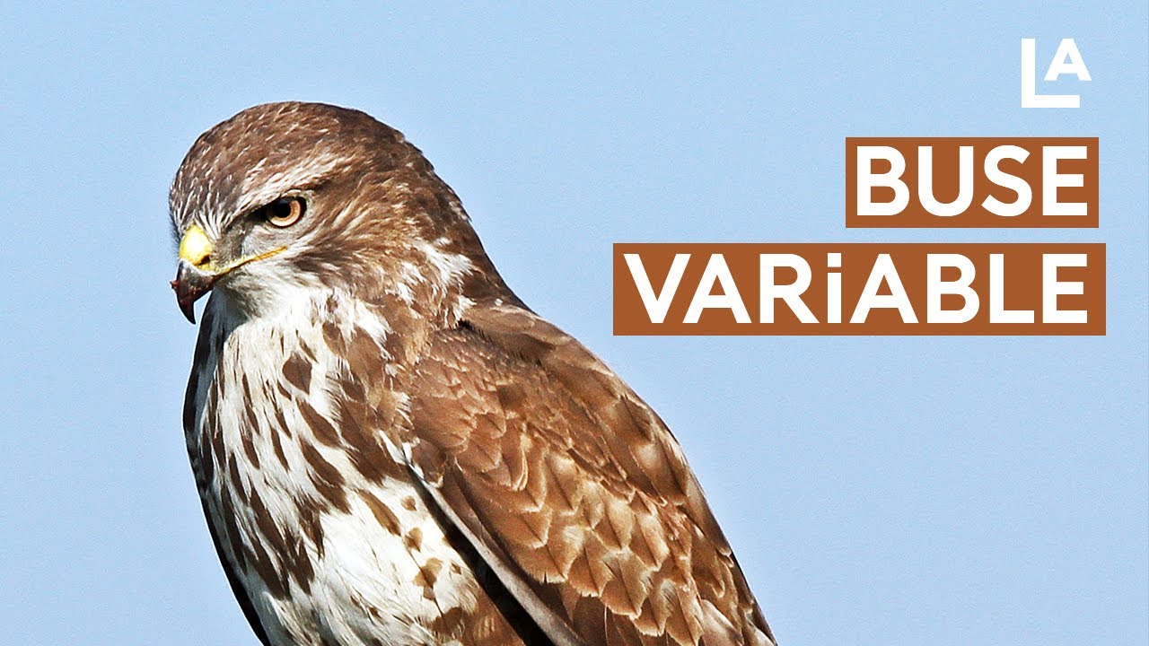 La buse variable - YouTube