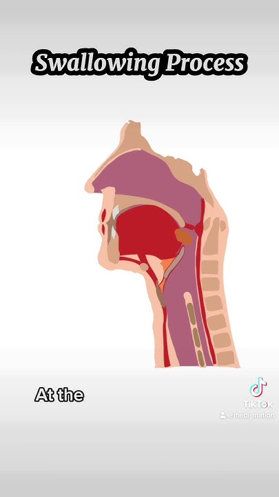 Swallowing process - YouTube