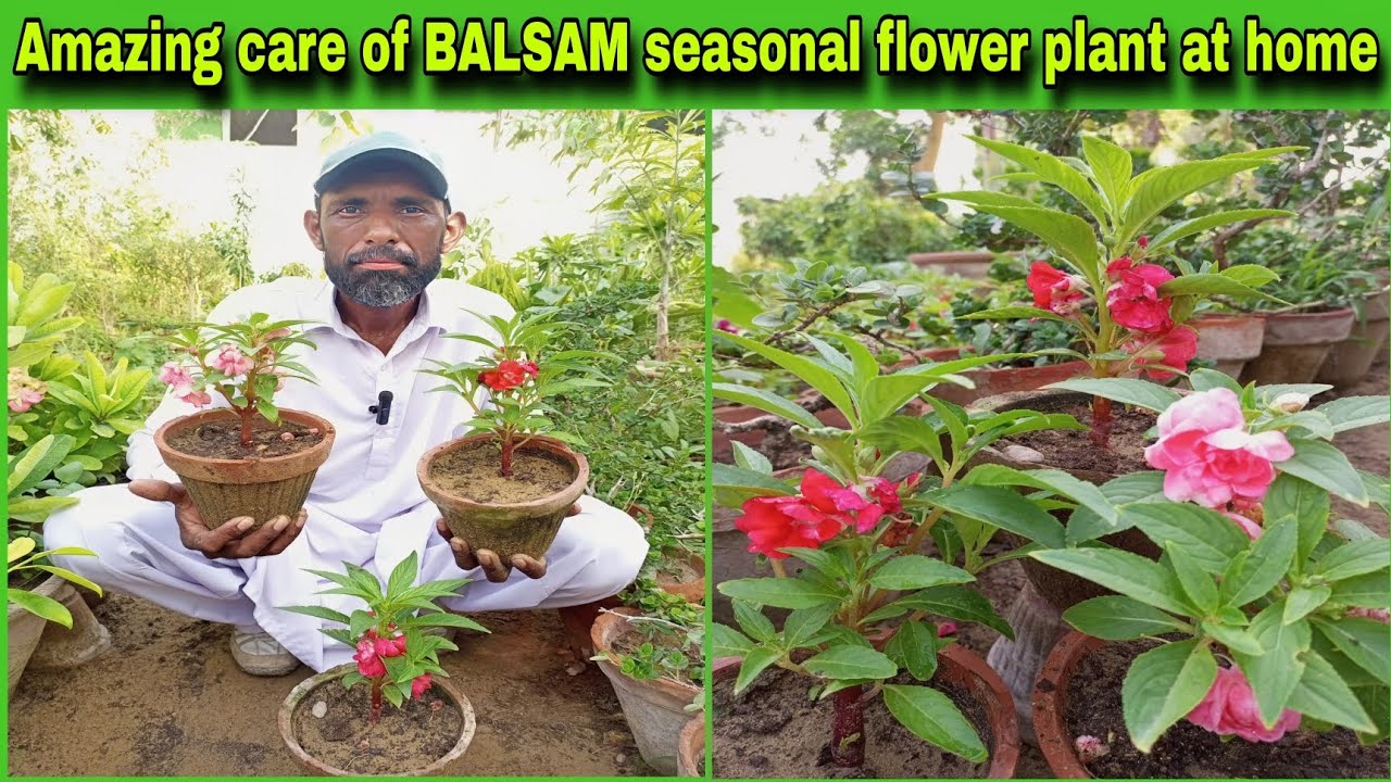 Amazing care of BALSAM seasonal flower plant at home🌱 most informative ...