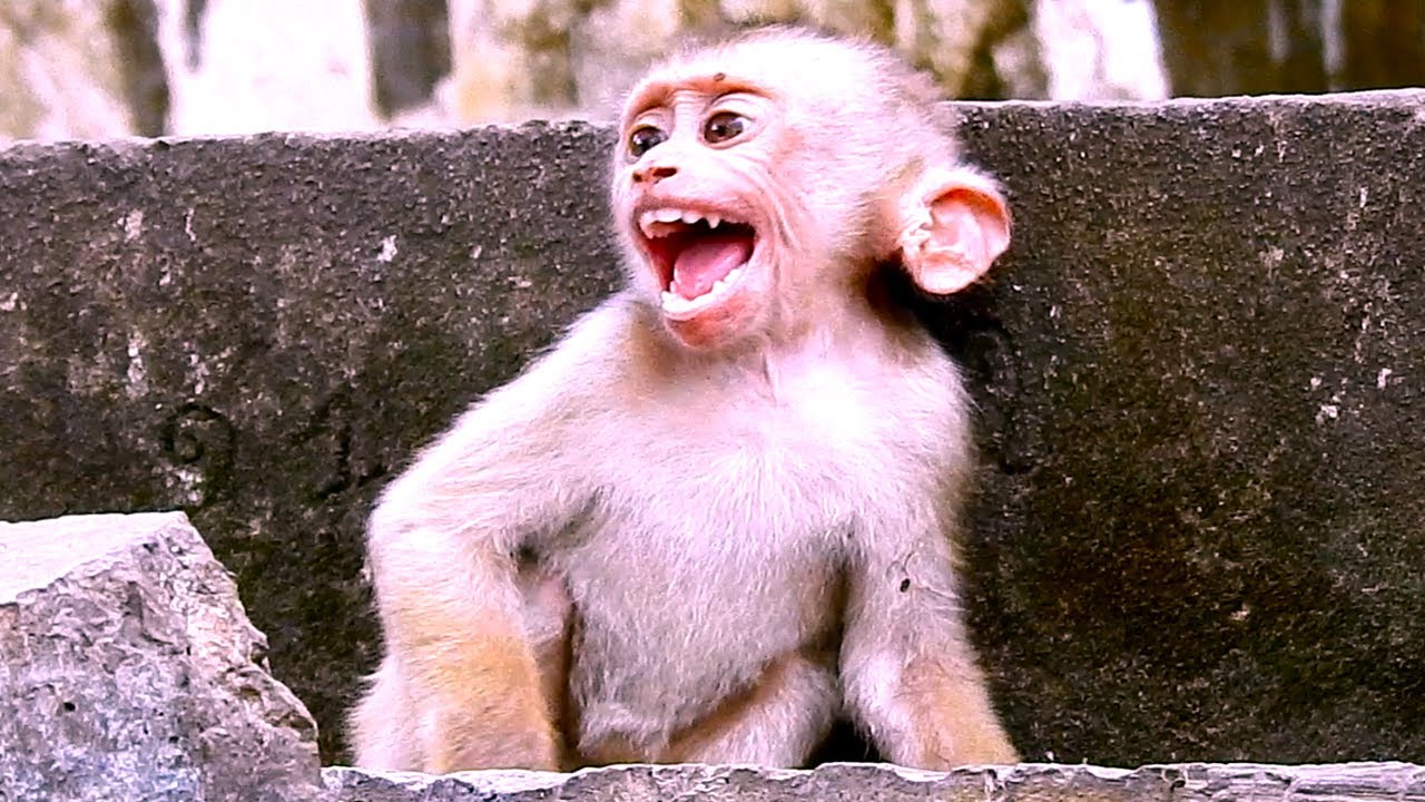 Poor reaction moment of little Leo screaming jealousy on Rainbow like ...