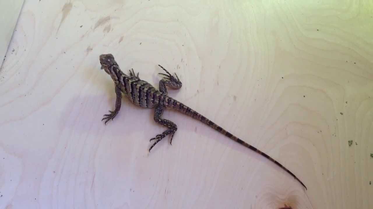 Baby Rock Iguana Alpha on 9/22/2013, Cyclura - YouTube