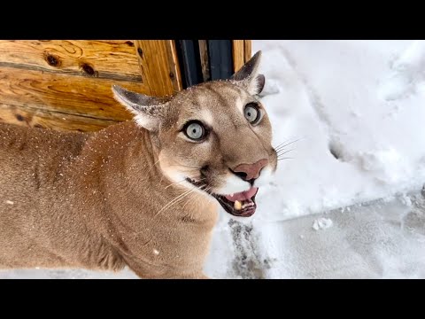 Пума поколения “zoomers”! Какую главную привычку пума Месси перенял у Герды